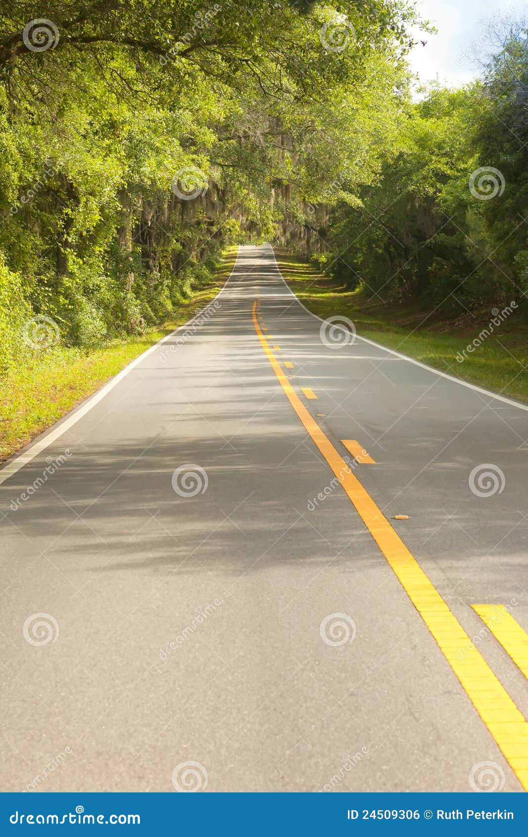 Country Road with Canopy Covered Oak Trees Stock Photo - Image of ...