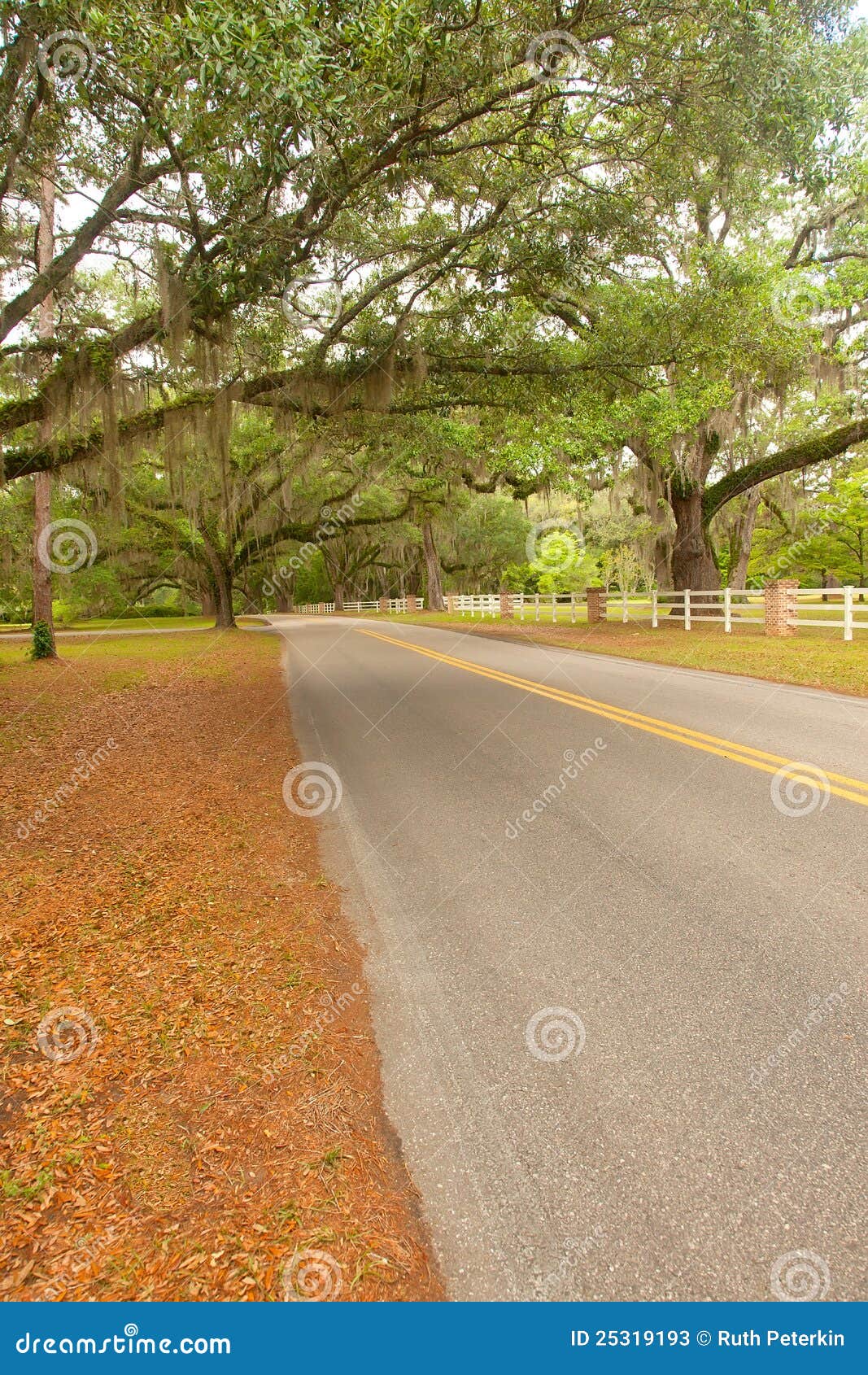 Country Road with Canopy Oak Trees Stock Image - Image of community ...