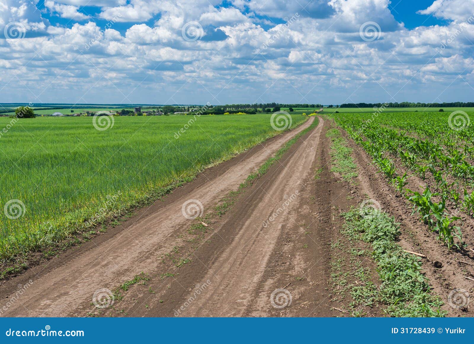 Country Road between Corn and Wheat Field Stock Image - Image of early ...
