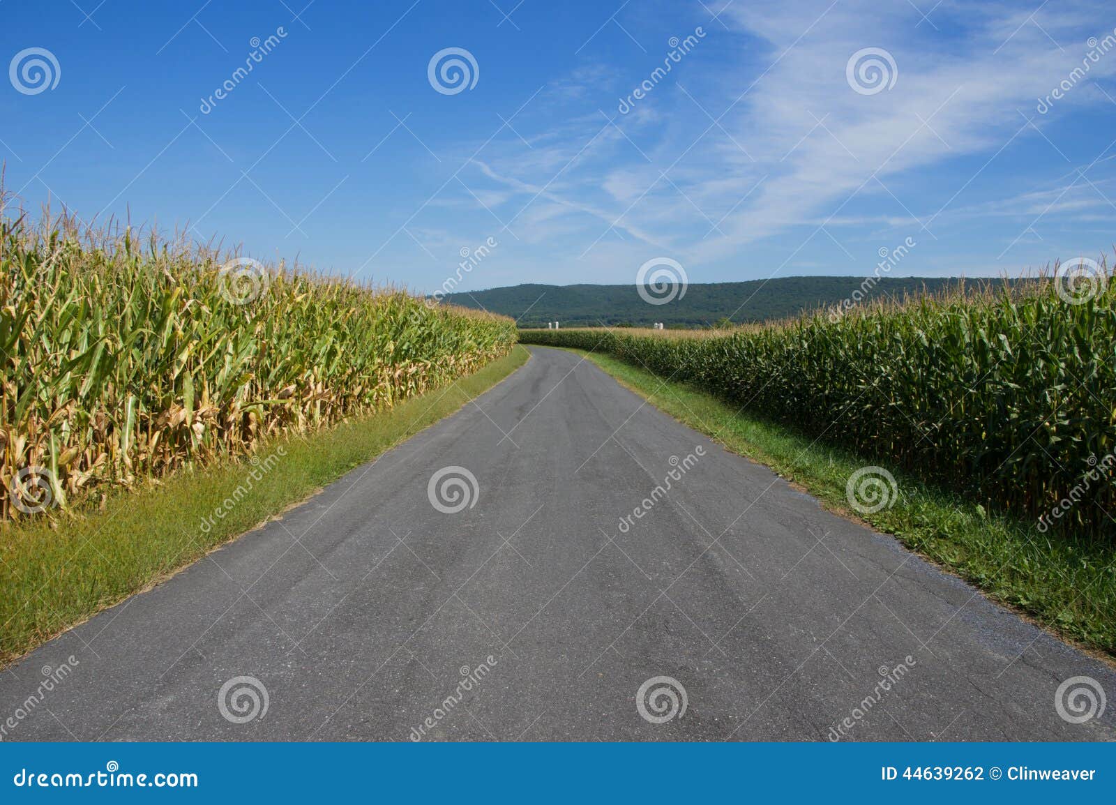 Country Road between Cornfields Stock Photo - Image of grain, winding ...