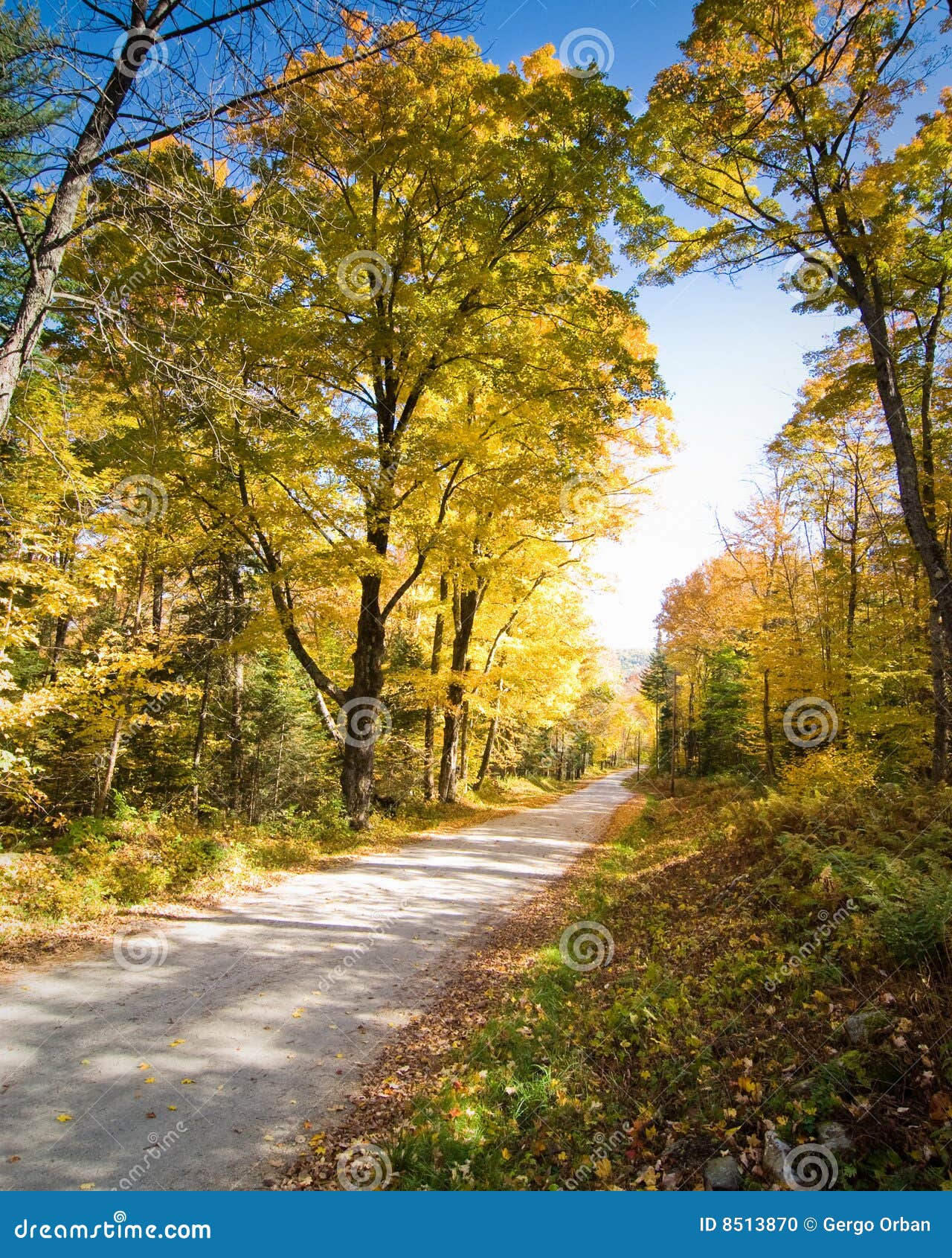 Country Road Crossing a Spectacular Forest Stock Photo - Image of ...