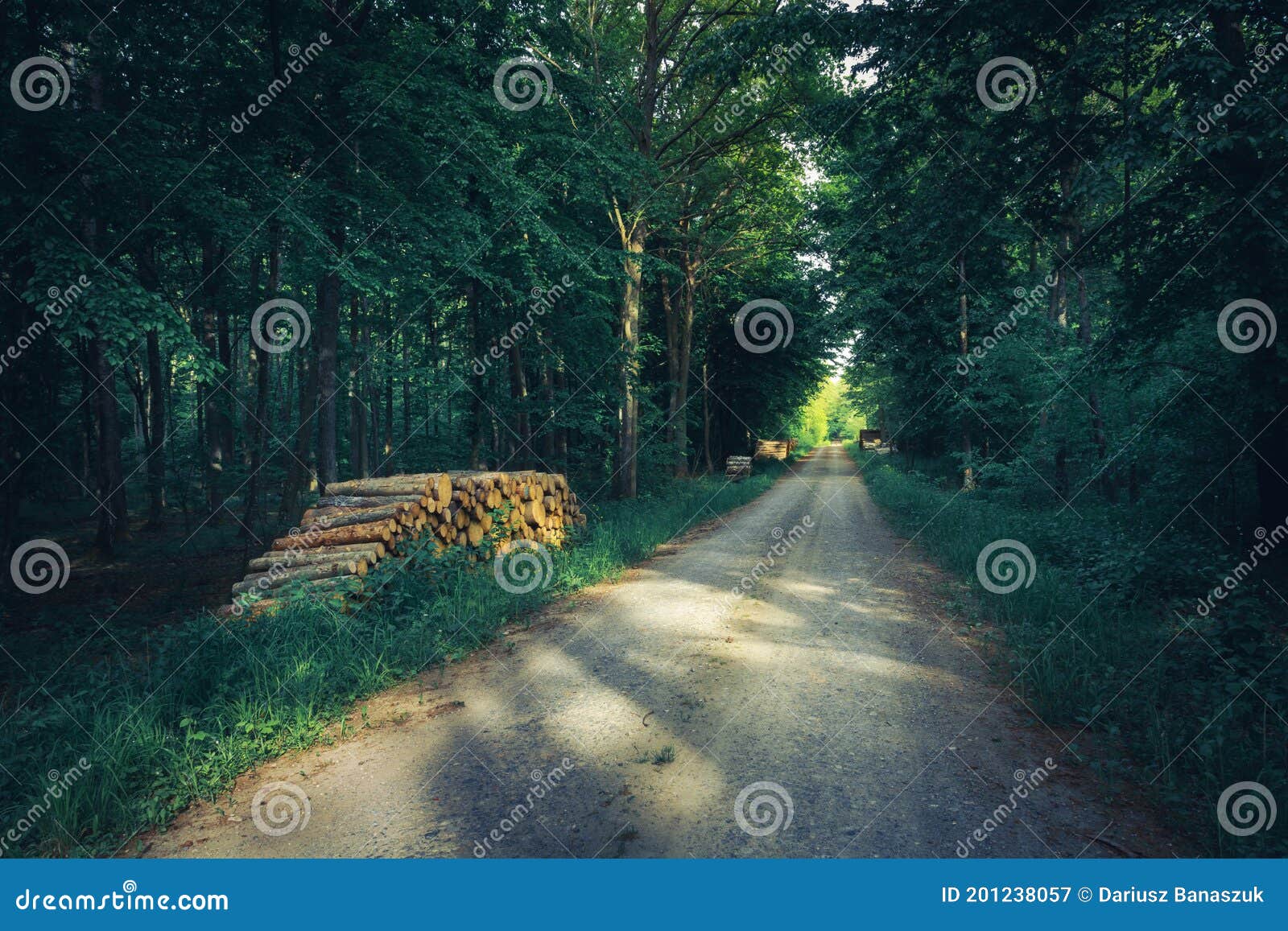 Country Road through Dark Forest, Shadows and Sunlight Stock Image ...