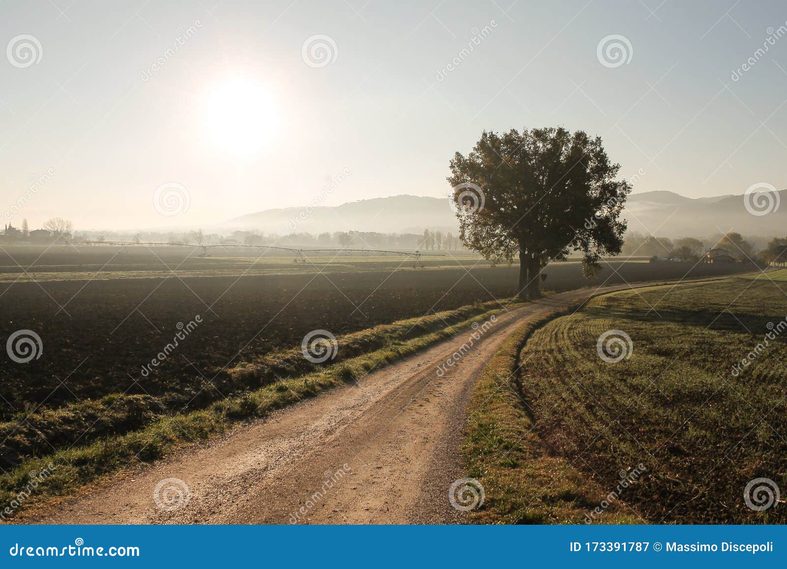 A Country Road at Dawn with a Tree on the Side Stock Image - Image of ...
