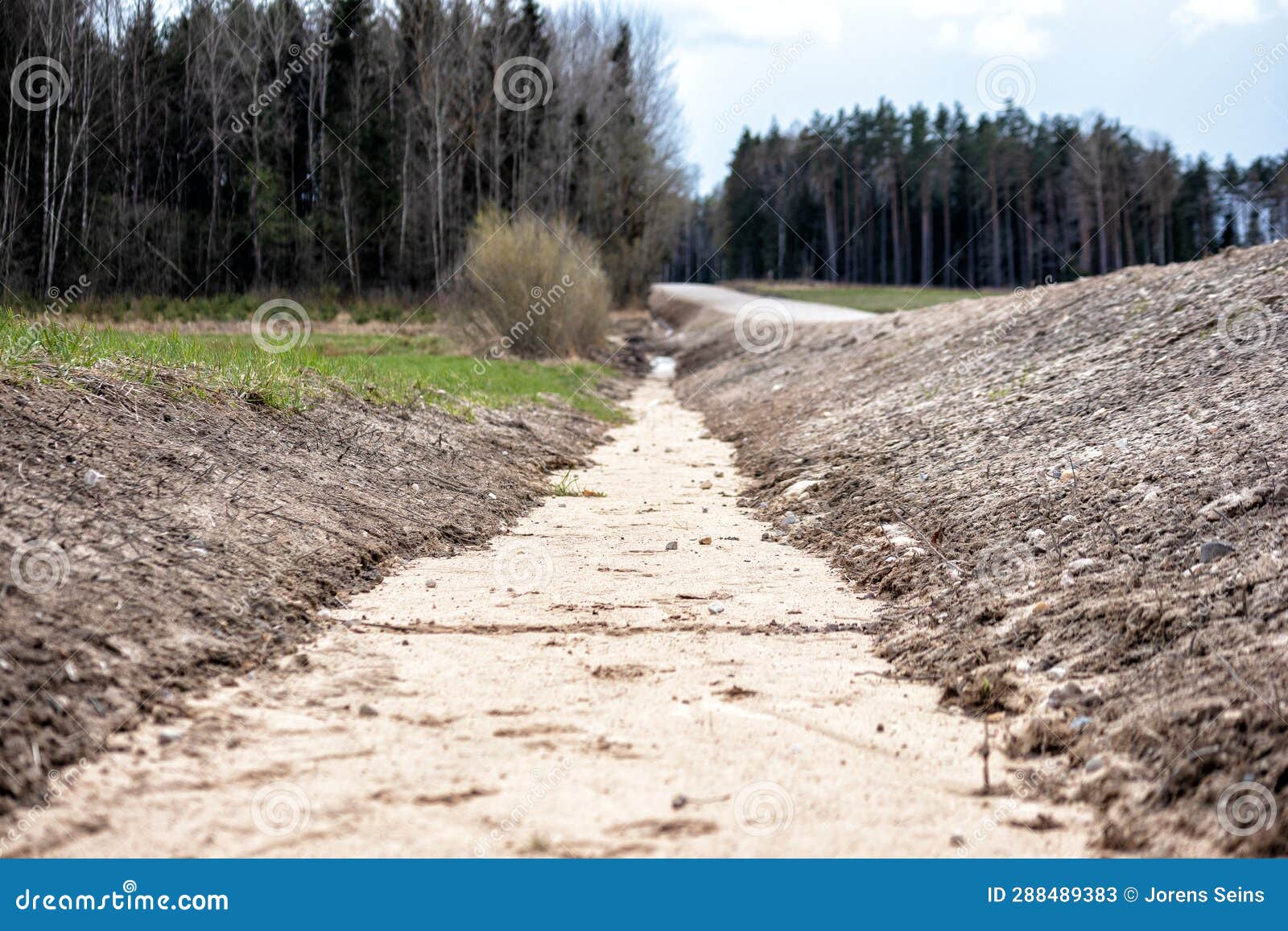 The Country Road in the Forest Faces the Perspective View Stock Image ...