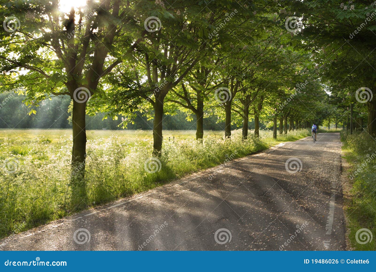 Country Road on Early Morning in Spring Stock Photo - Image of spring ...