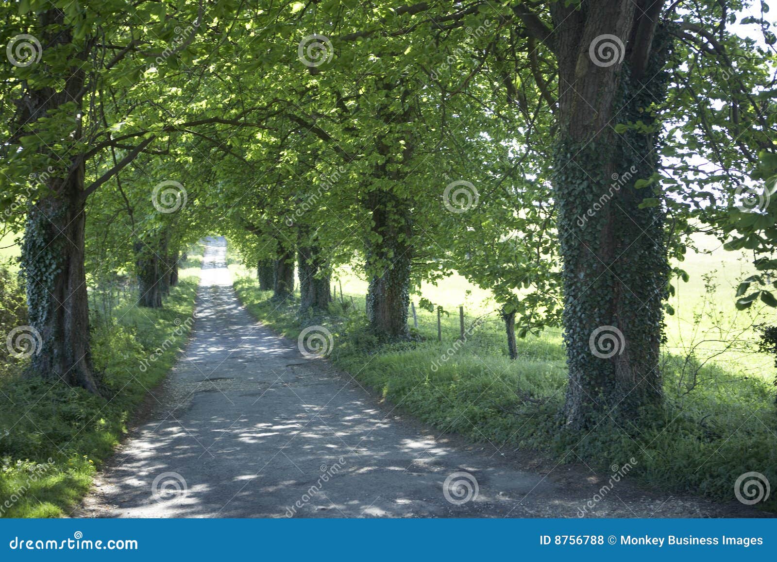 Country Road Edged with Green Trees Stock Photo - Image of vanishing ...