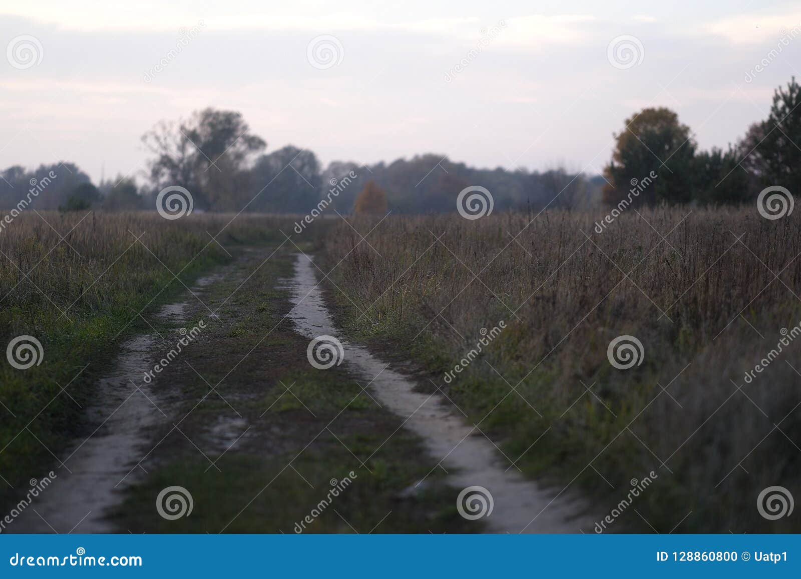 Country road at evening stock photo. Image of beauty - 128860800
