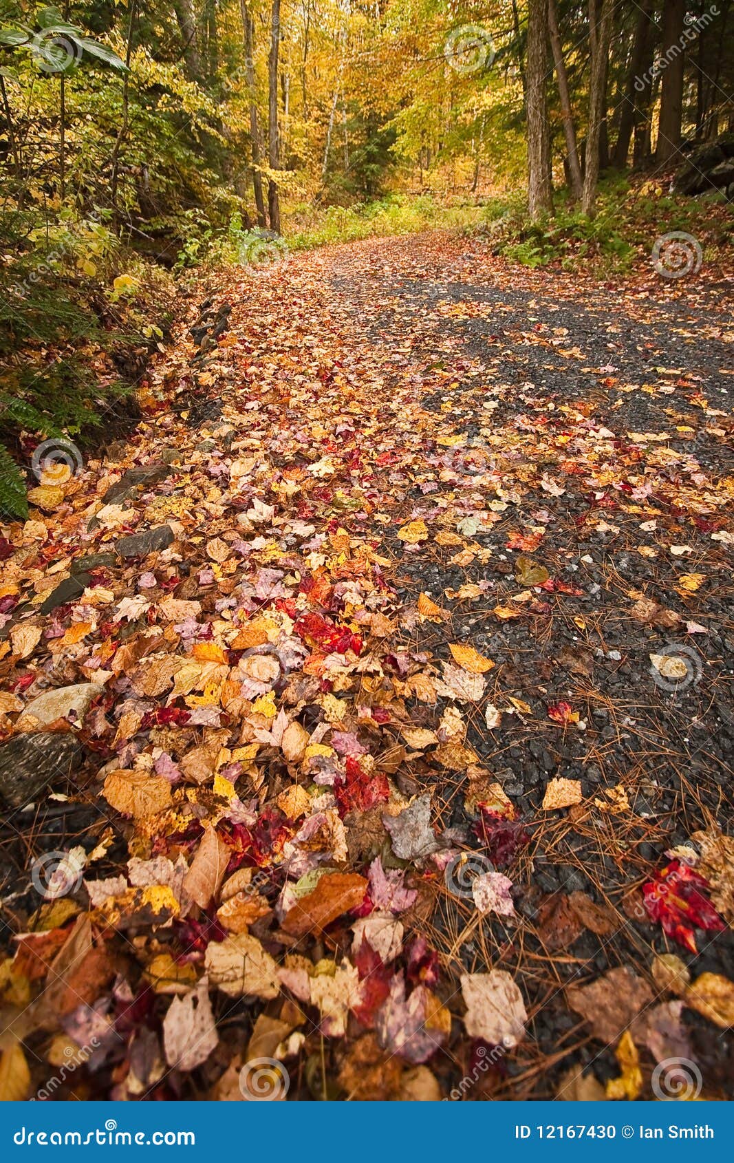 Country Road in Fall stock photo. Image of serenity, country - 12167430