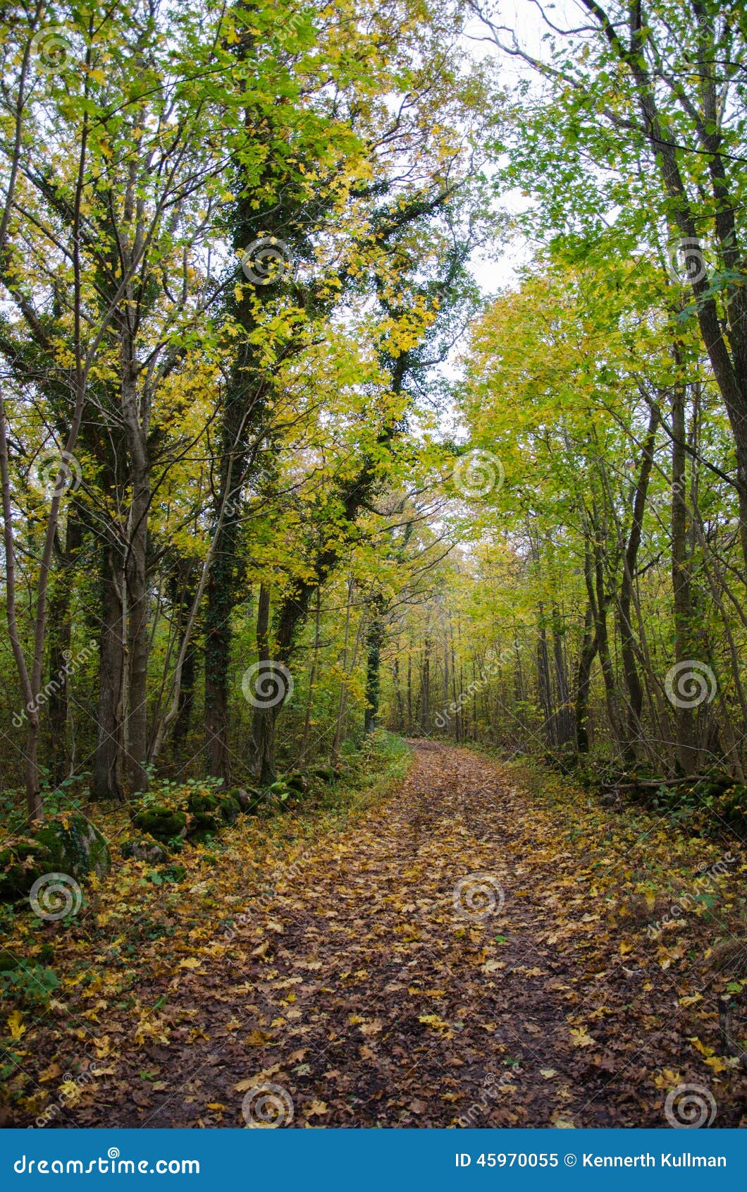 Country Road in Fall Colors Stock Image - Image of october, bright ...