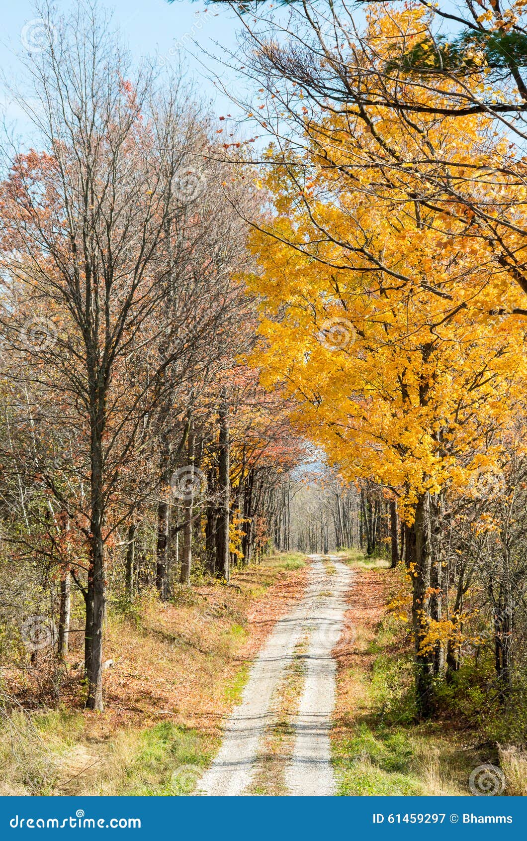 Country road fall foliage stock image. Image of fall - 61459297
