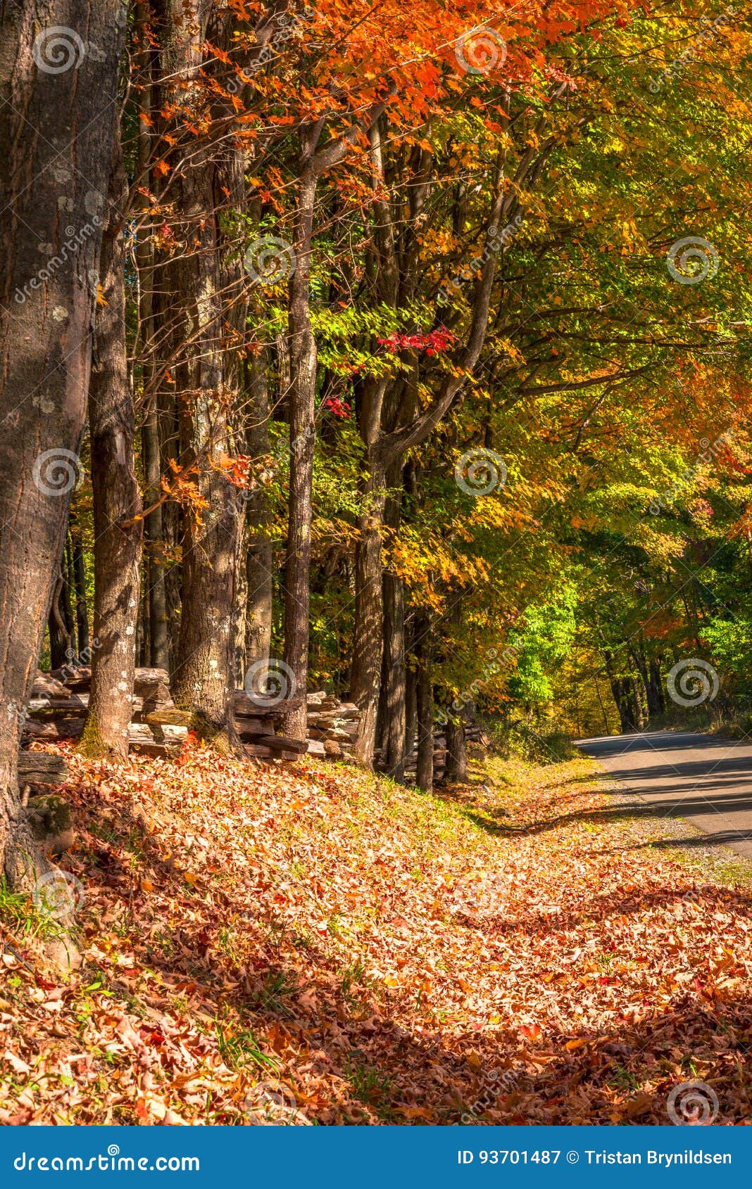 Country road in the Fall stock image. Image of nature - 93701487