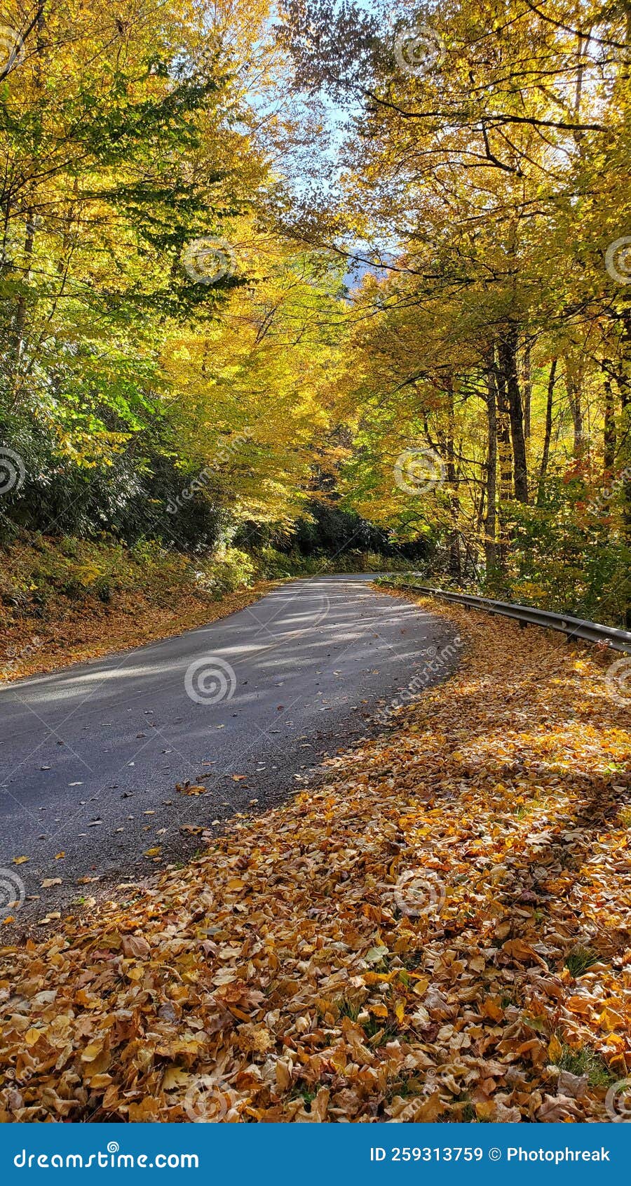 Country Road in the Fall with Leaves All Over Stock Image - Image of ...