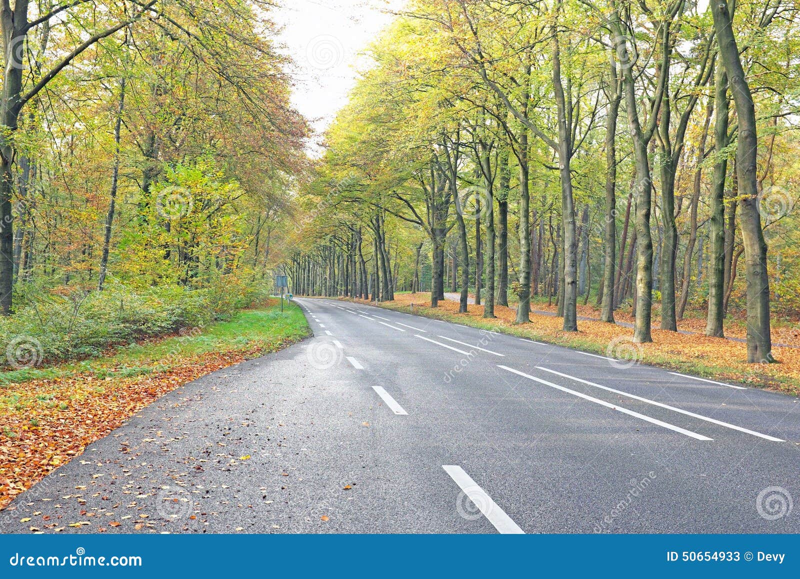 Country Road in Fall in Netherlands Stock Image - Image of asphalt ...