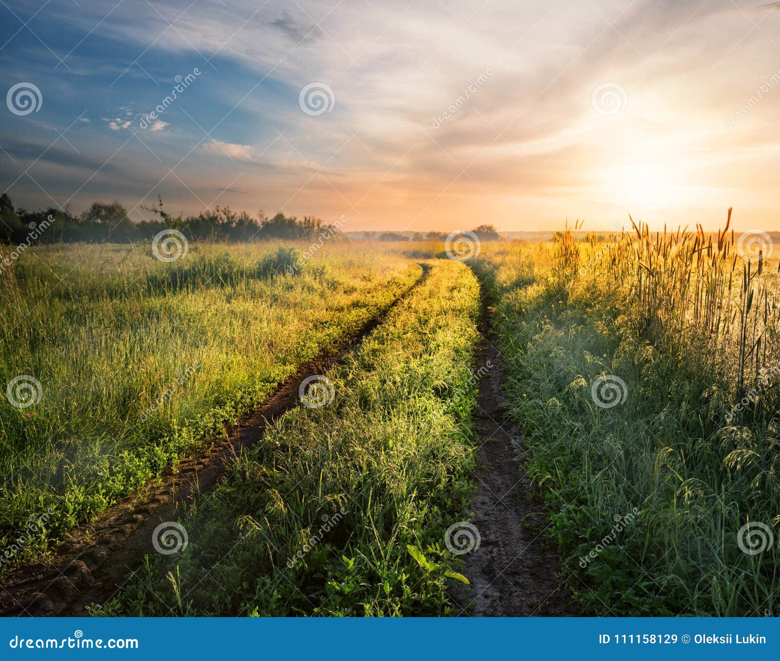 Country Road in Field with Green Grass at Sunset Stock Image - Image of ...