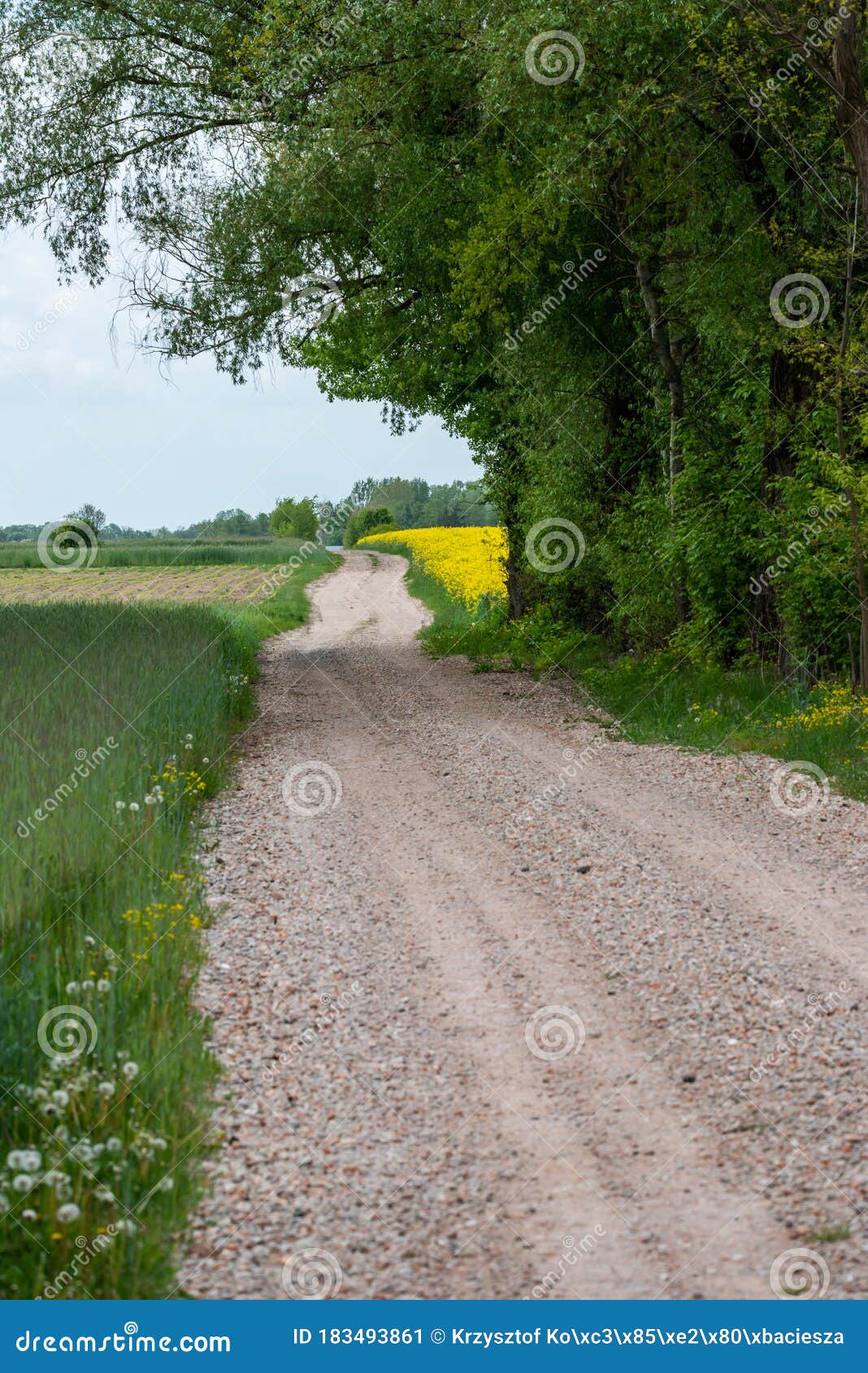 Country Road between the Fields Stock Image - Image of natura, fields ...