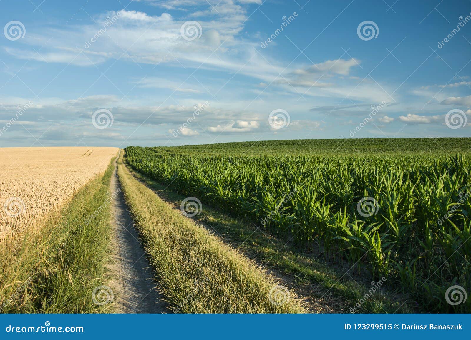Country Road through Fields of Corn and Grain Stock Image - Image of ...