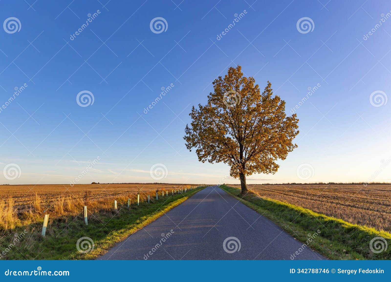 A Country Road among Fields and a Lone Tree Painted in Autumn Colors ...