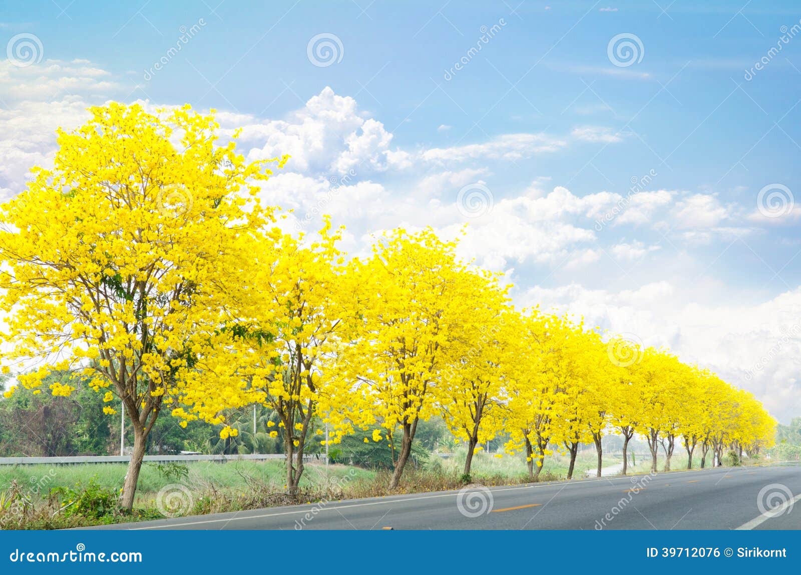 Country road with flowers stock photo. Image of drive - 39712076