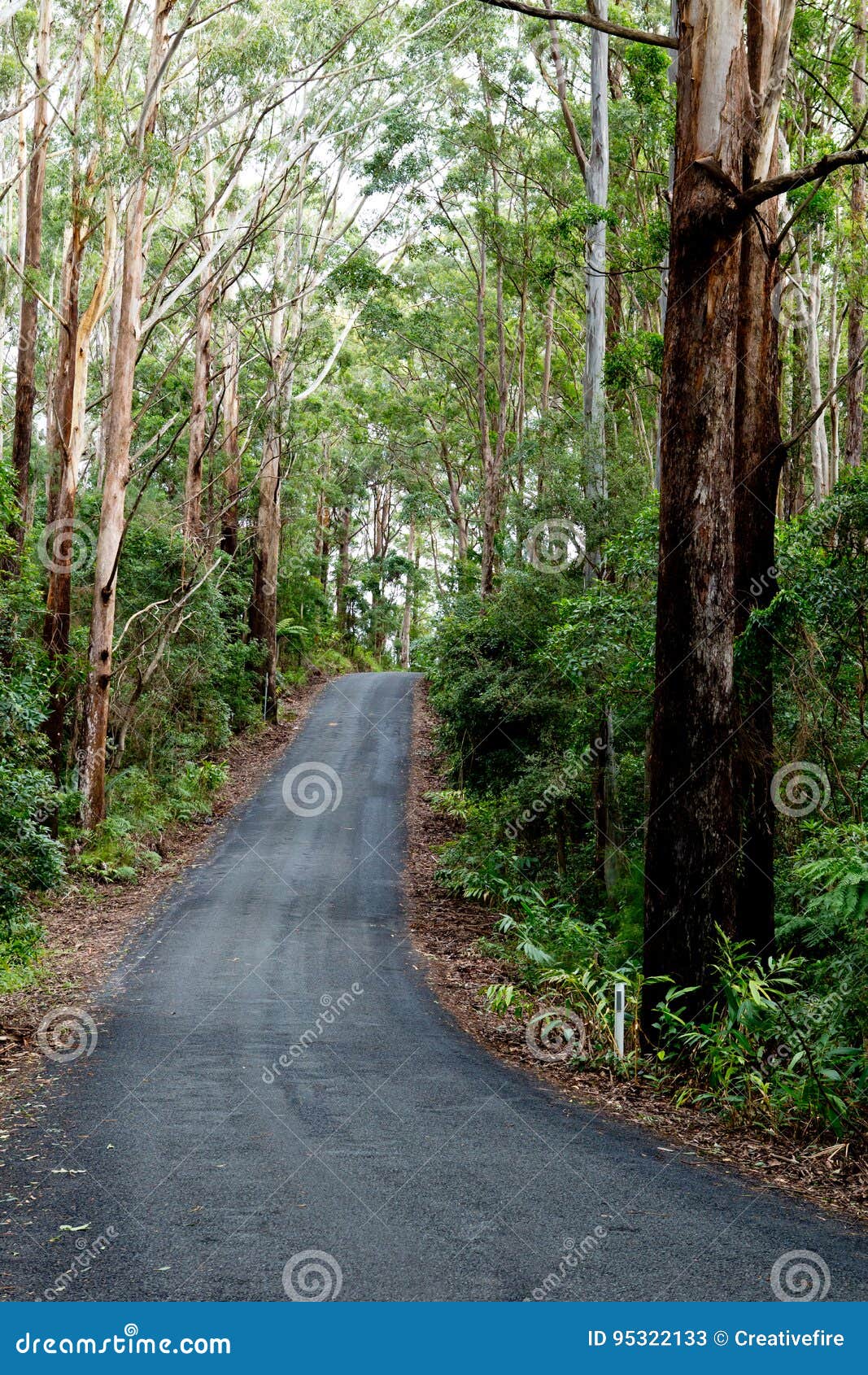 Country Road through Forest Stock Image - Image of leaf, green: 95322133