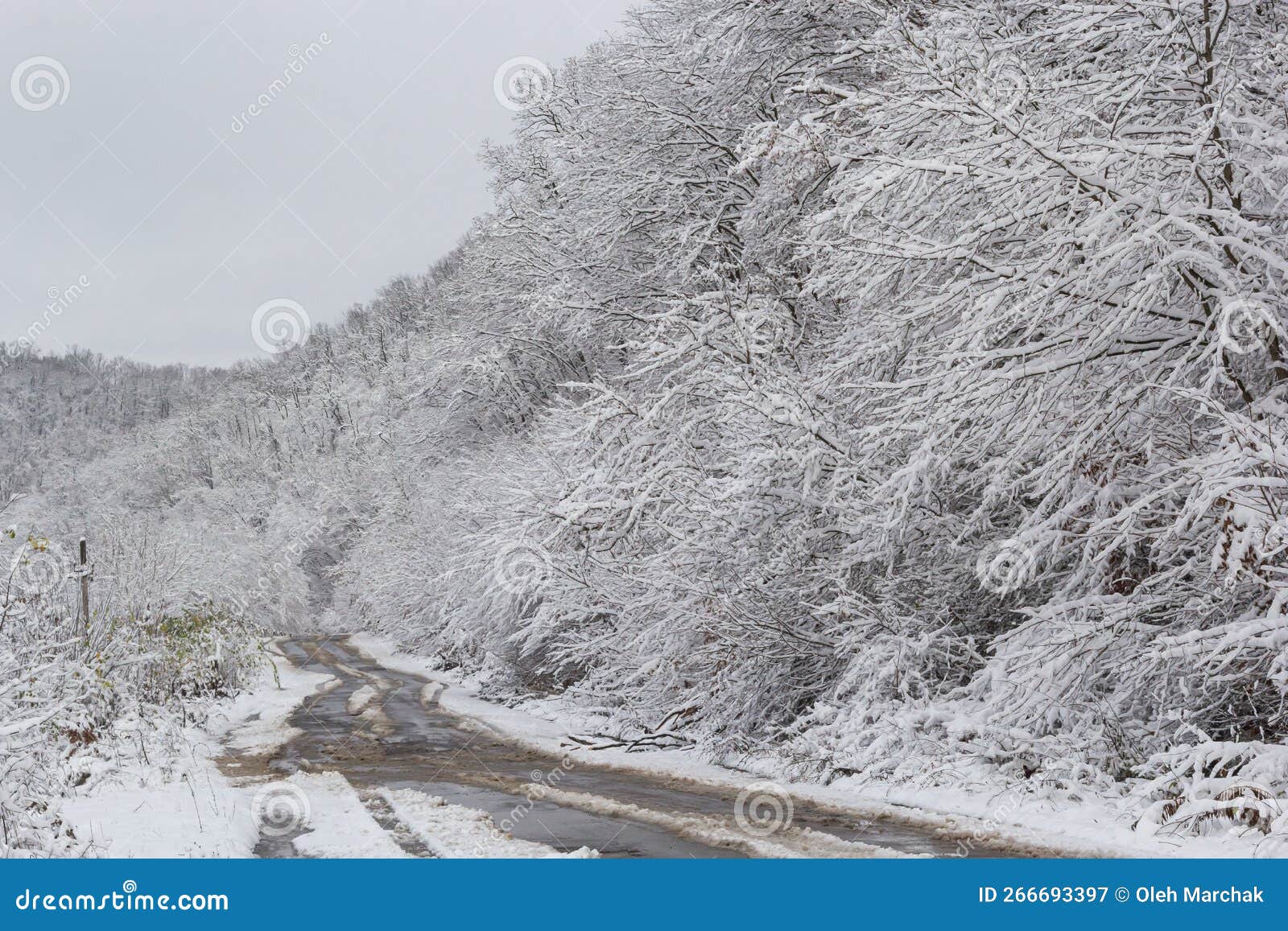 A Country Road through the Forest, a Wet Road with Snow Falling from ...