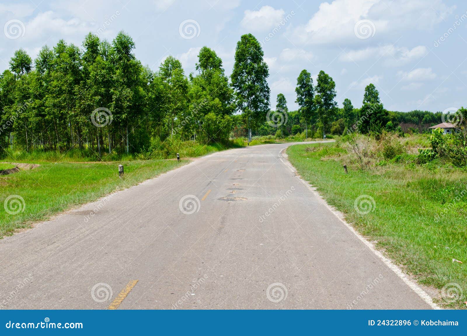 Country Road and Green Tree Stock Photo - Image of rural, grass: 24322896