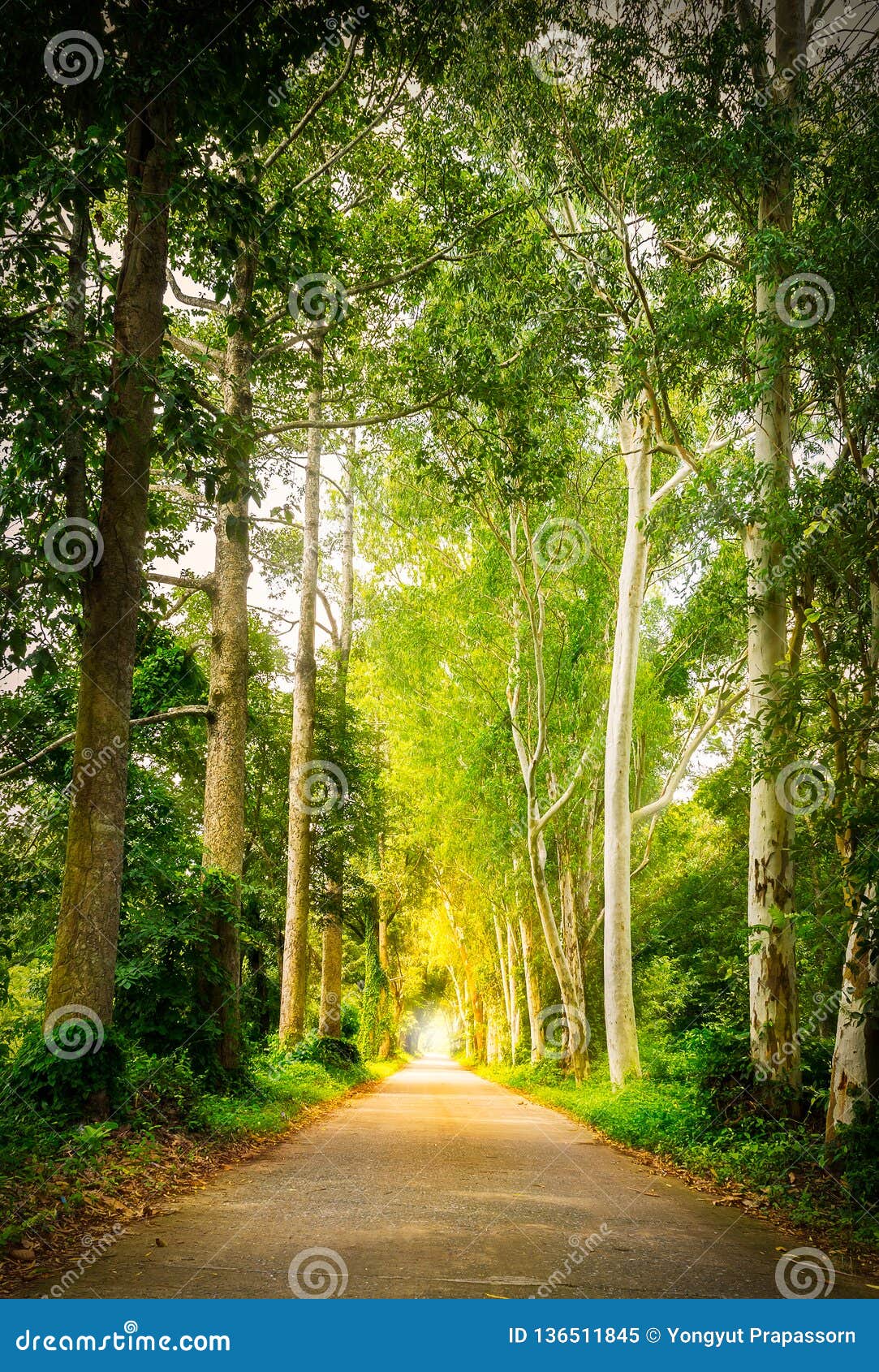 Country Road and Green Tree Stock Image - Image of rural, tree: 136511845