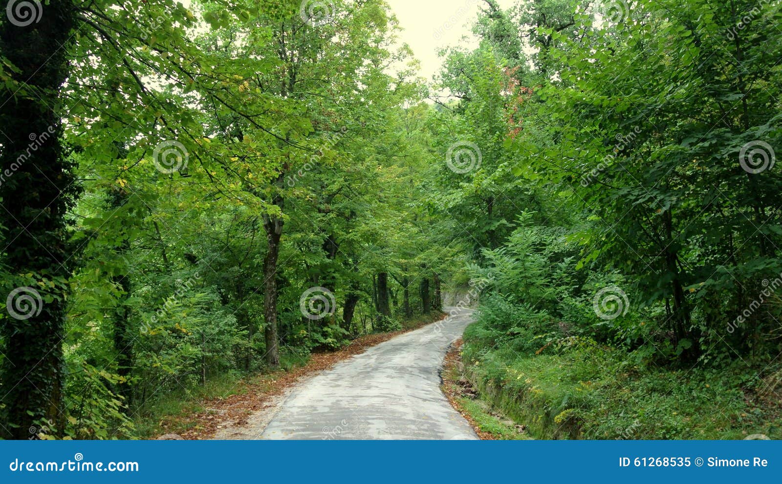 Country road in italy stock image. Image of surrounded - 61268535
