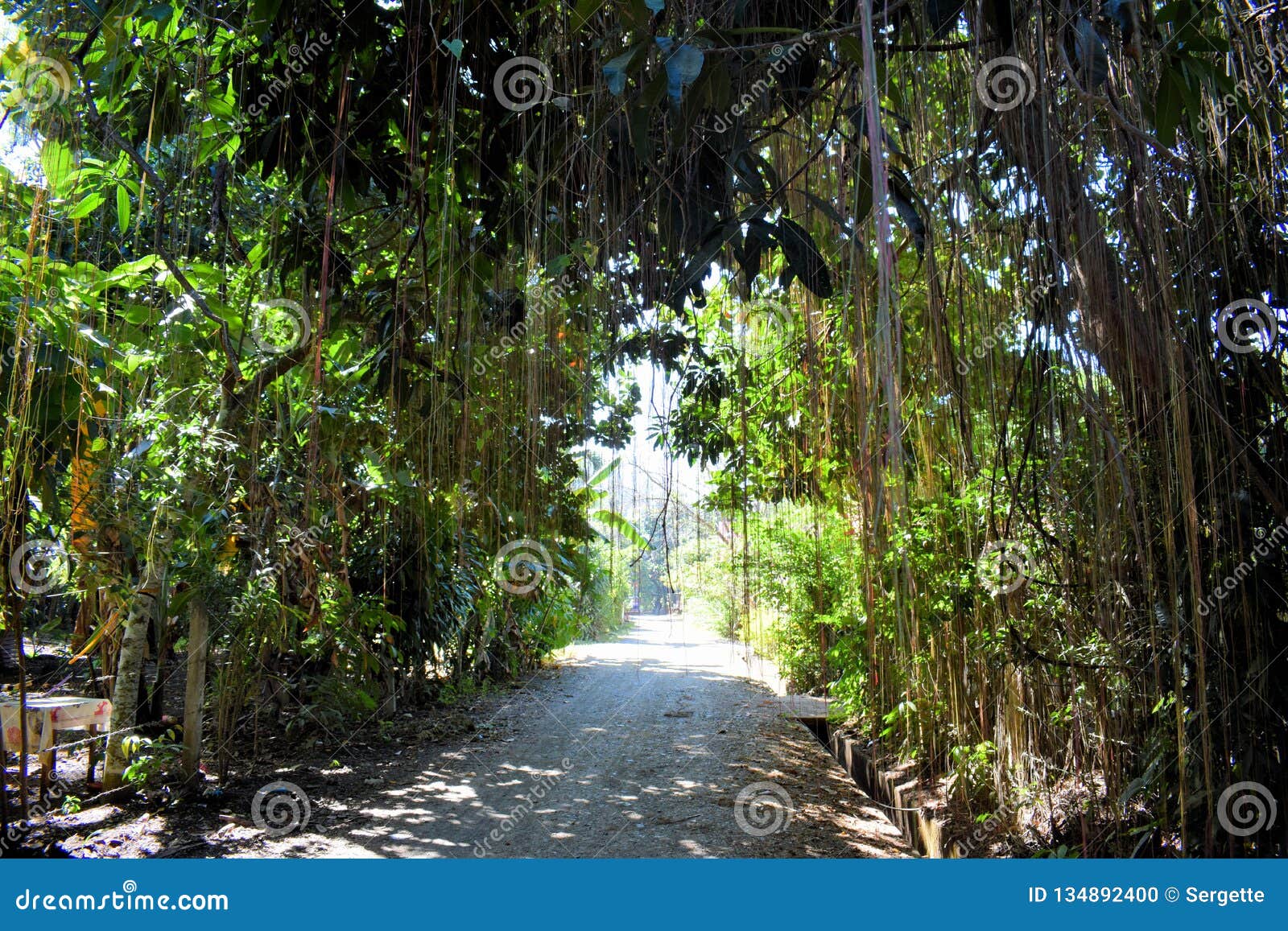Country Road through the Jungle. Philippines Stock Photo - Image of ...