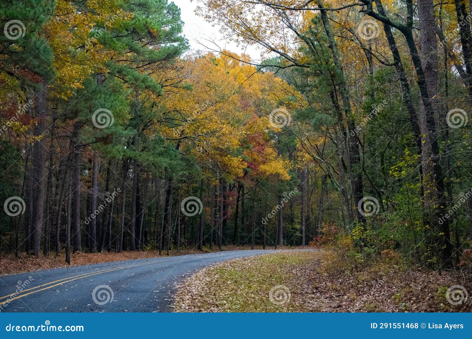 Country Road Lined with Beautiful Fall Colored Foliage Stock Photo ...