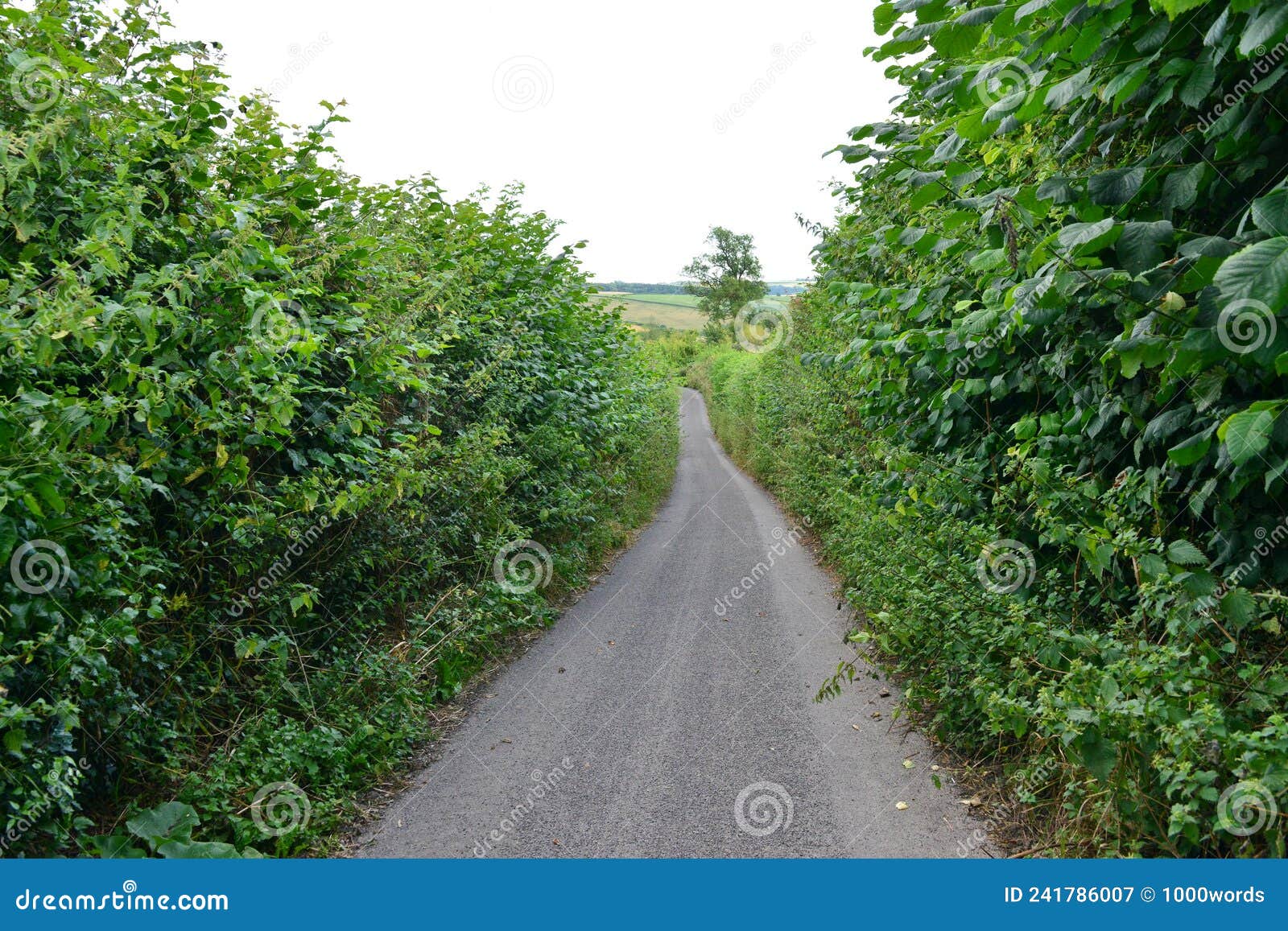 Country Road stock image. Image of forest, environment - 241786007