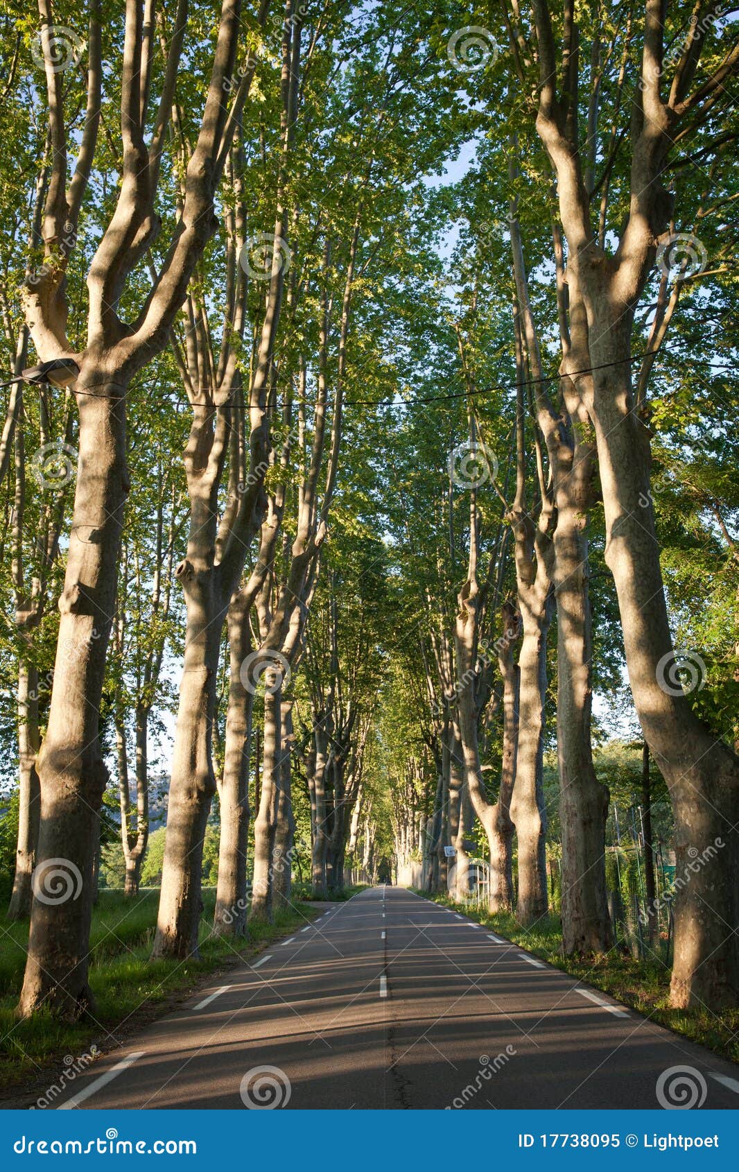 Empty Sycamore Trees Alley In Frankfurt Near The Riverfront Promenade ...