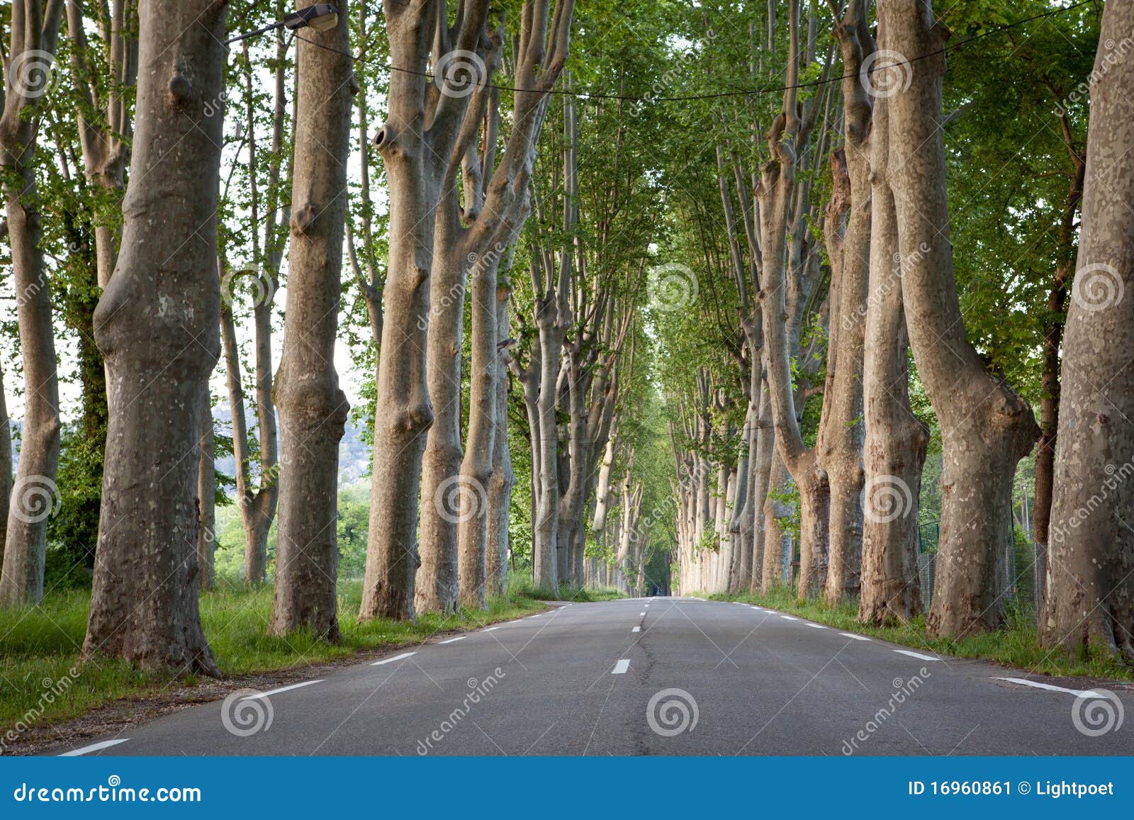 Empty Sycamore Trees Alley In Frankfurt Near The Riverfront Promenade ...