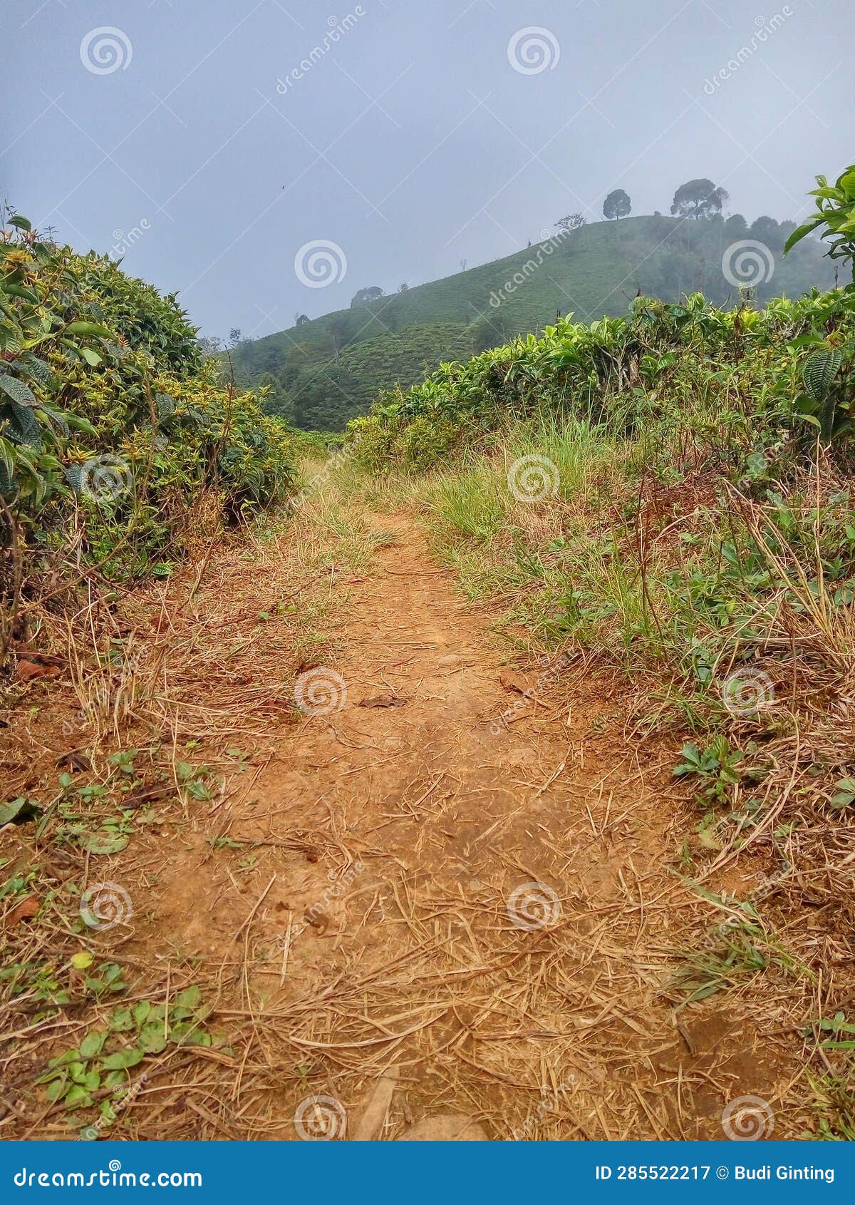 Country Road in the Middle of Tea Plant Stock Image - Image of soilroad ...