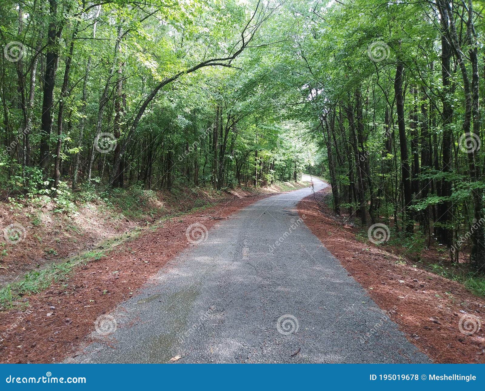 Country Road with Natural Tree Arbor Stock Photo - Image of country ...