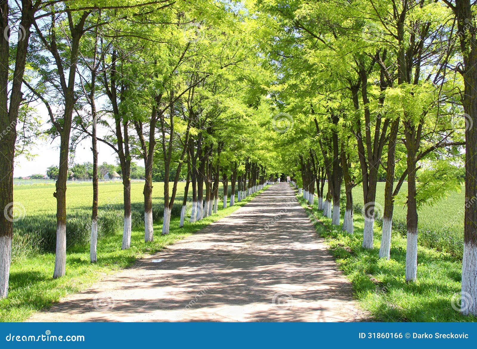 Country road stock photo. Image of outdoors, spring, tree - 31860166