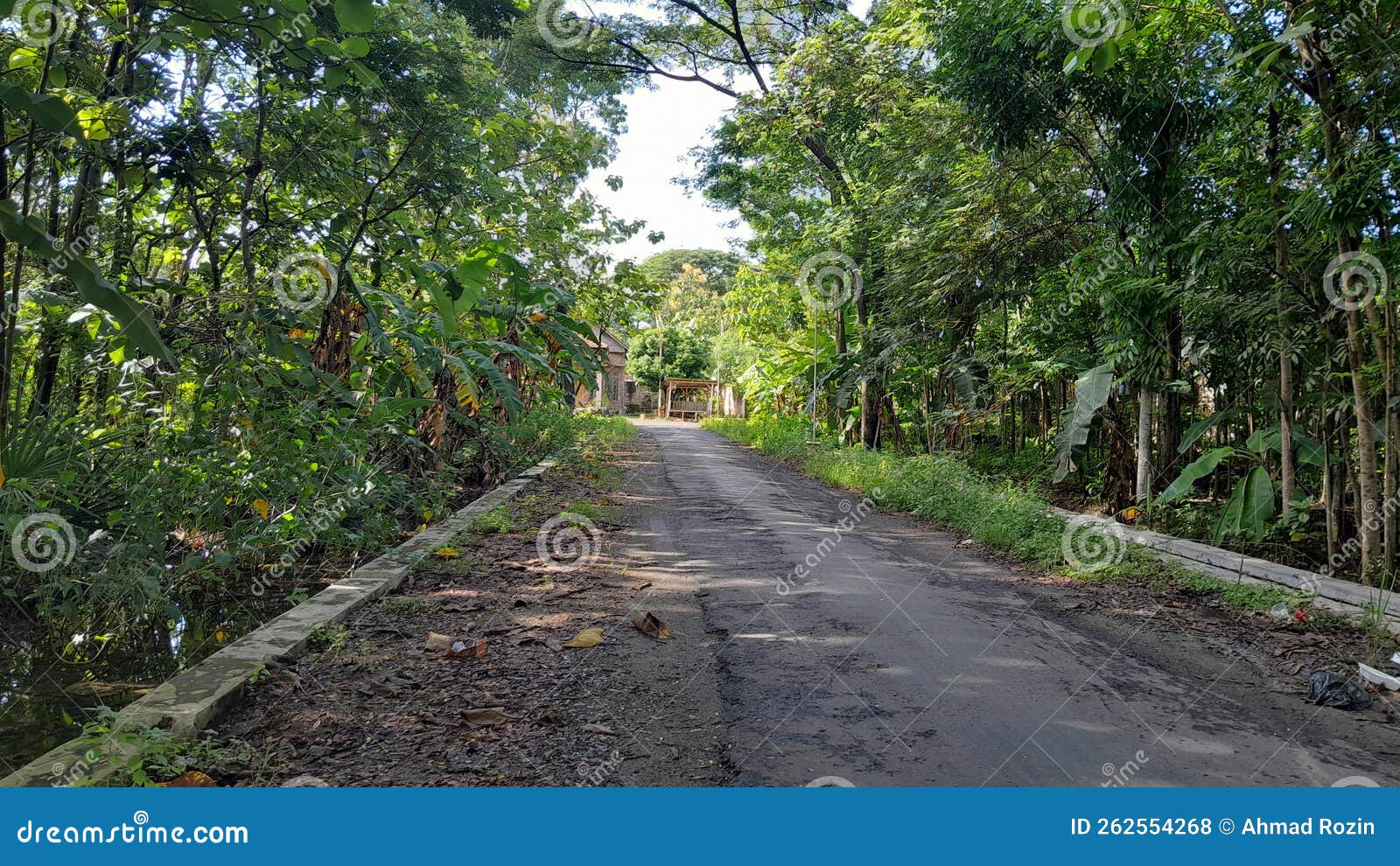Country Road that is Overgrown with Very Dense Trees on the Edges Stock ...