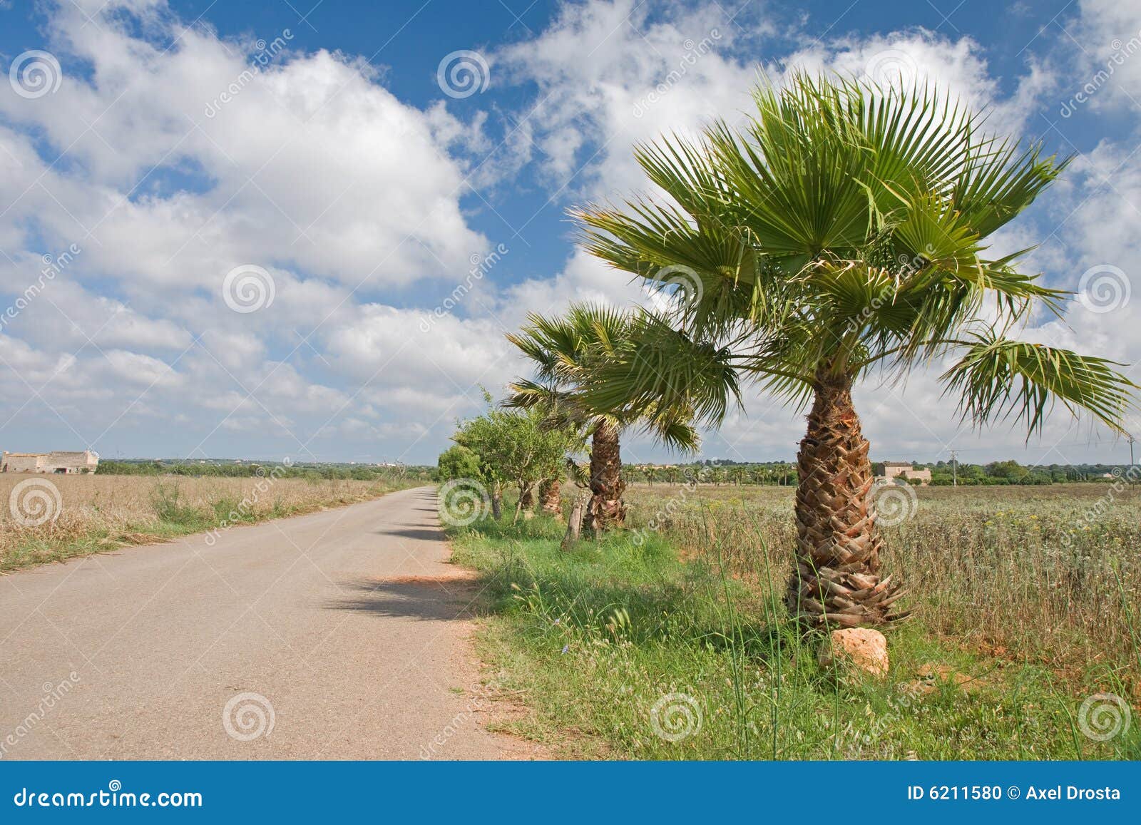 Country road with palms stock photo. Image of dirt, outdoor - 6211580