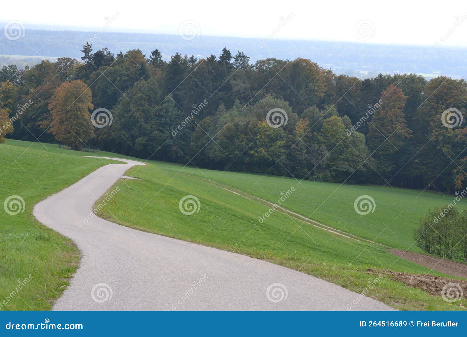 Country Road Paved through the Fields Leading To the Forest Stock Image ...