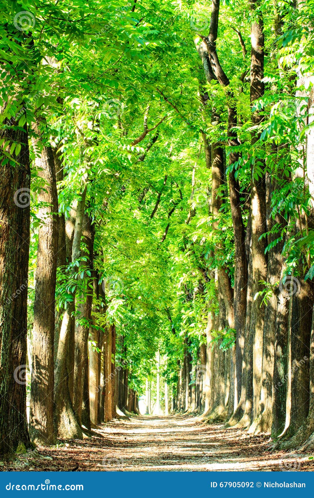 Country Road Running through Tree with Nice Color Stock Photo - Image ...