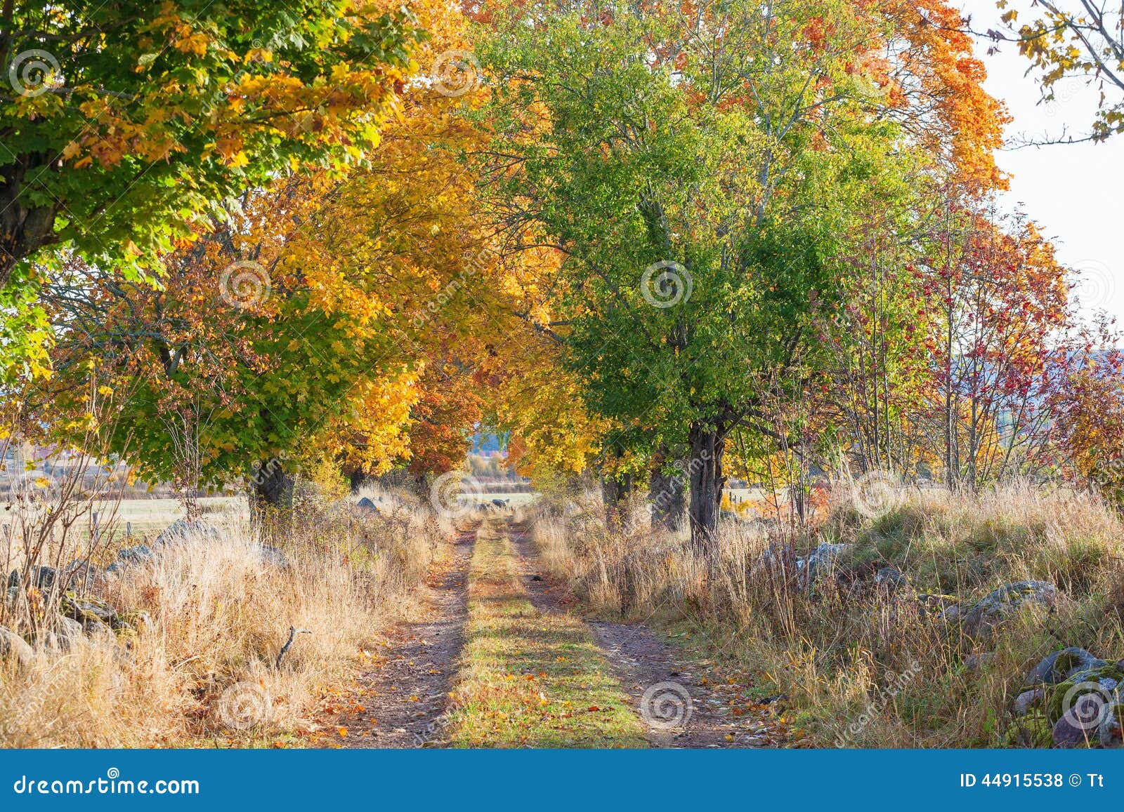 Country road stock photo. Image of farm, fall, rural - 44915538