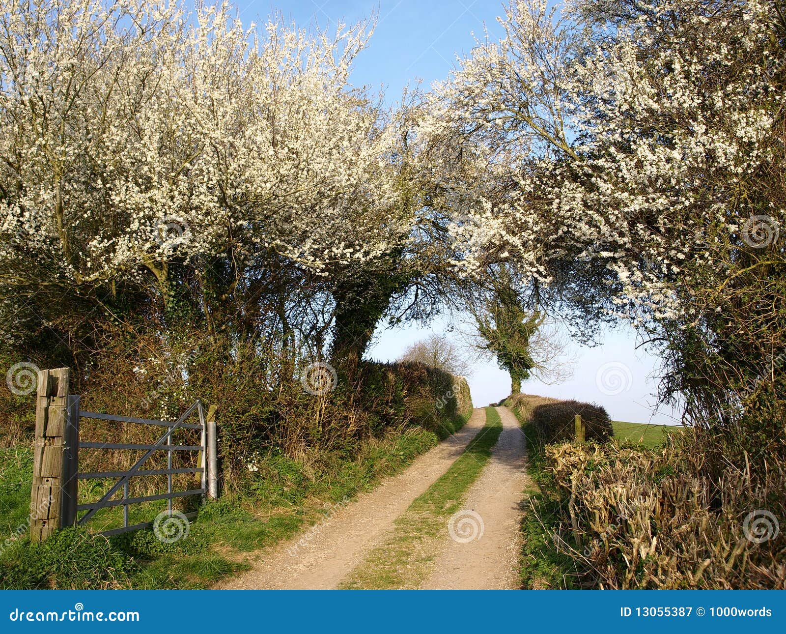 Country Road in Spring stock image. Image of farm, copy - 13055387