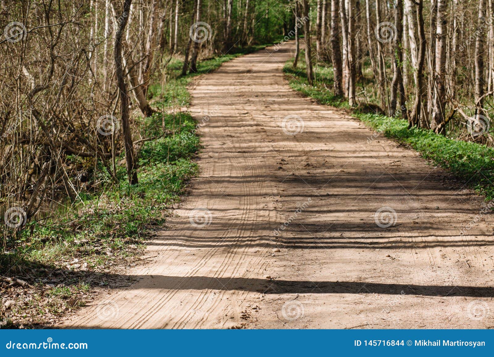 Country Road through a Spring Birch Forest Stock Photo - Image of ...