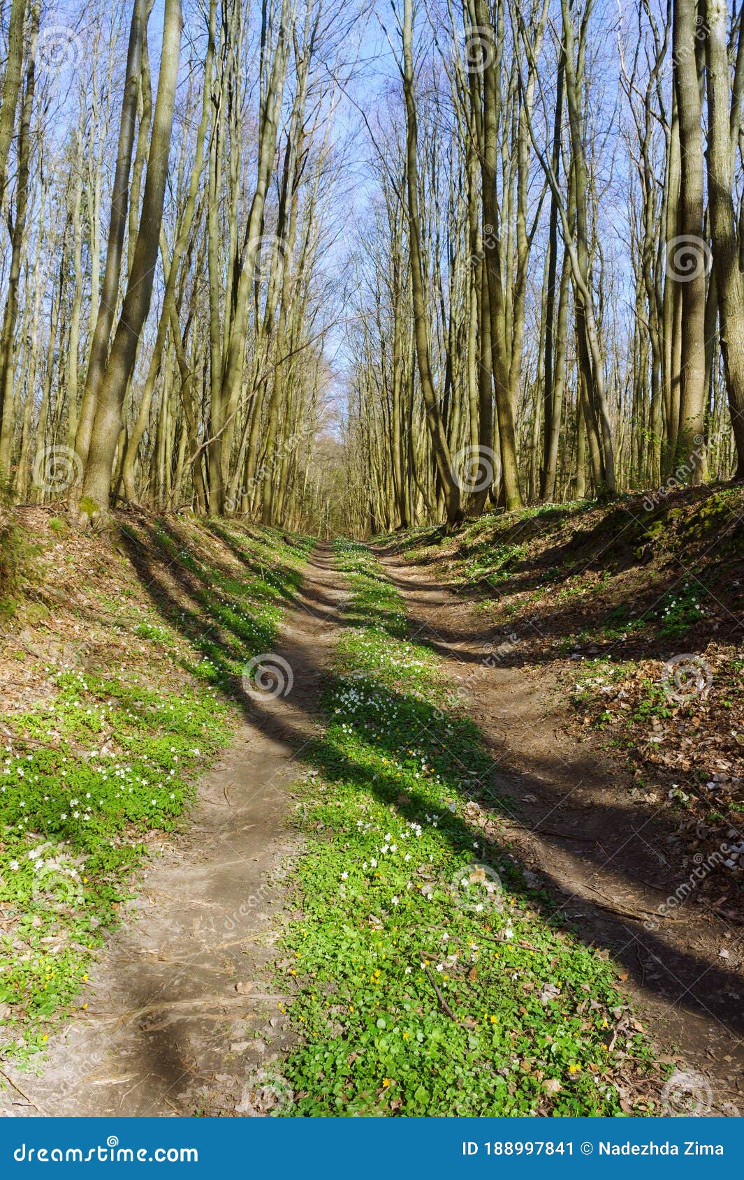 Country Road in the Spring Forest, Forest Paths for Sports Stock Image ...