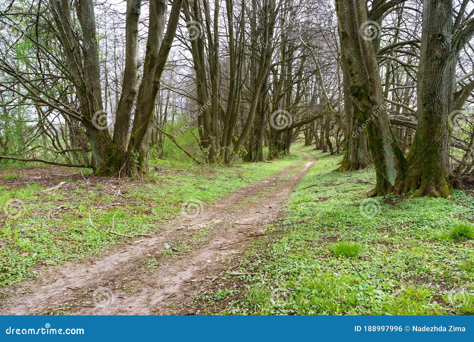 Country Road in the Spring Forest, Forest Paths for Sports Stock Photo ...