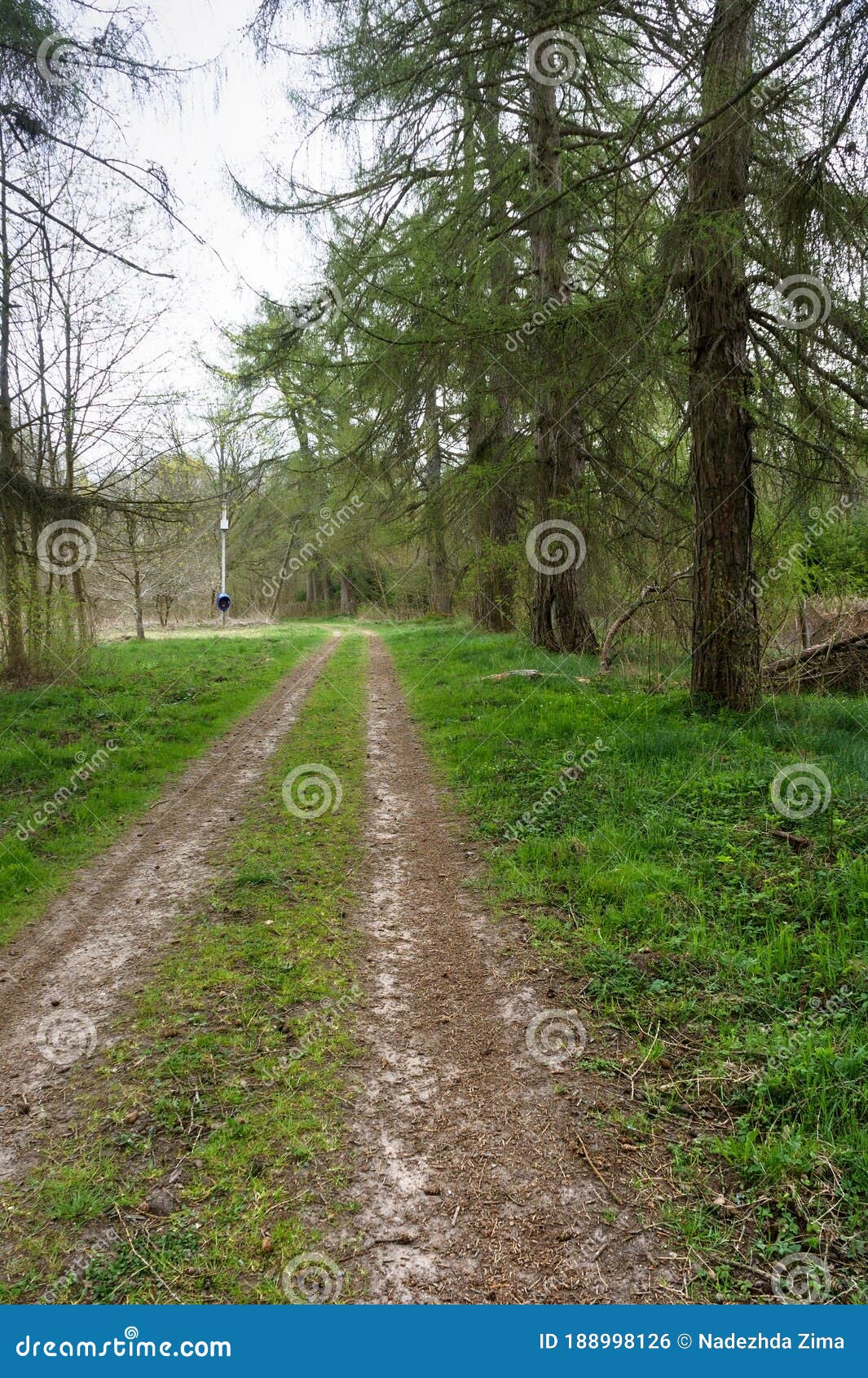 Country Road in the Spring Forest, Forest Paths for Sports Stock Photo ...