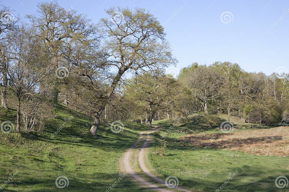 Country Road in a Spring Landscape Stock Image - Image of grassland ...