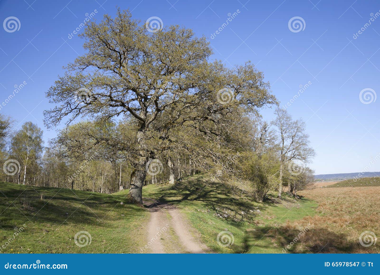 Country road at spring stock image. Image of beauty, grassland - 65978547