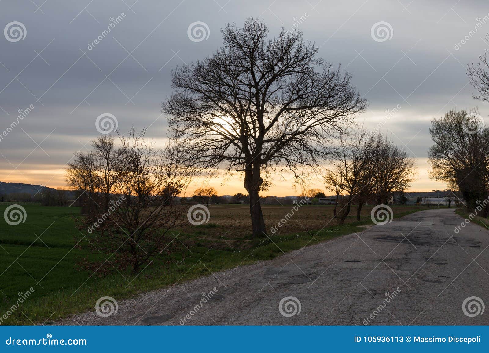 Country Road at Sunset with a Tree Silhouette on the Left Stock Image ...