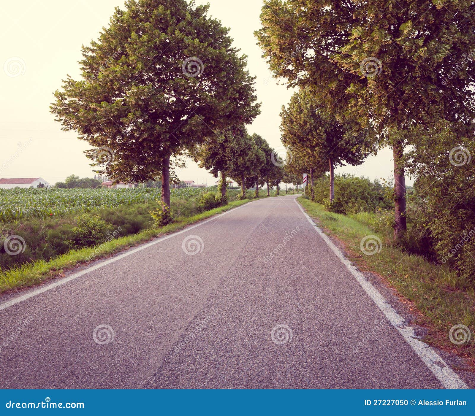Country road through tree stock photo. Image of tree - 27227050