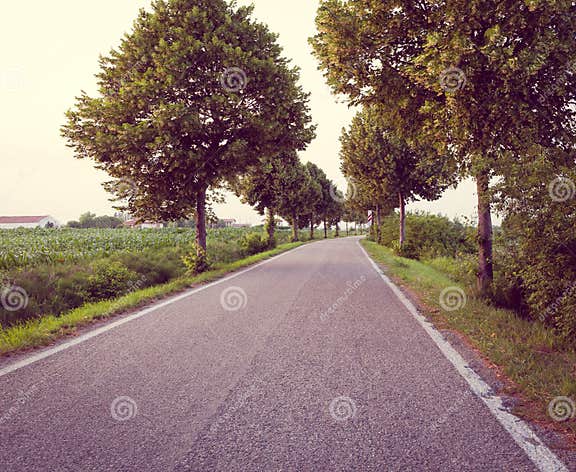 Country road through tree stock photo. Image of tree - 27227050